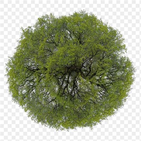 an overhead view of a tree with green leaves and branches in the center