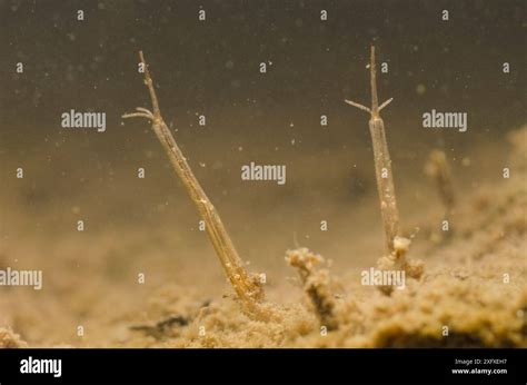 Phantom Crane Fly Larvae Ptychoptera Extending Their Breathing Siphons From The Bottom