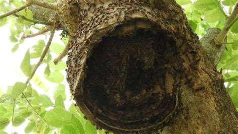 Insect Hive Wasps Free Stock Video Pixabay