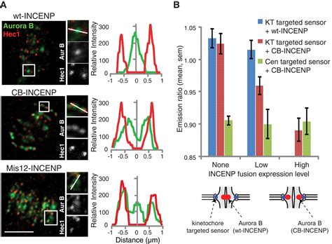 Sensing Chromosome Bi Orientation By Spatial Separation Of Aurora B