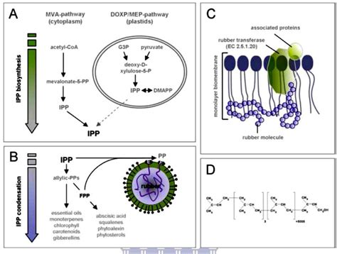 6 The Natural Rubber Biosynthesis Pathway A The Initiation