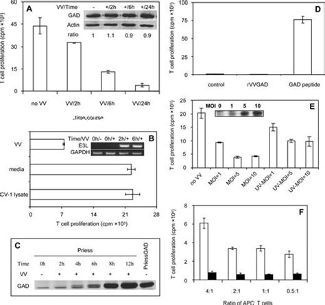 Disruption Of Mhc Class Ii Restricted Antigen Presentation By Vaccinia