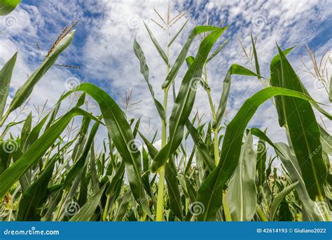 Maize Field Stock Image Image Of Leaf Cereal Farm 42614193
