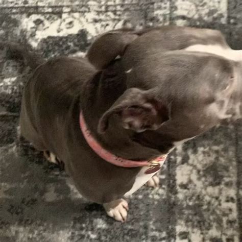 Mama Pleaseeeeee 😂 R Pitbulls