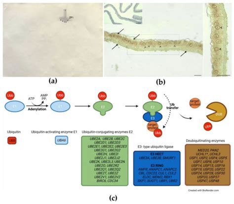 Transcriptome And Proteome Analysis Revealed Key Pathways Regulating Final Stage Of Oocyte
