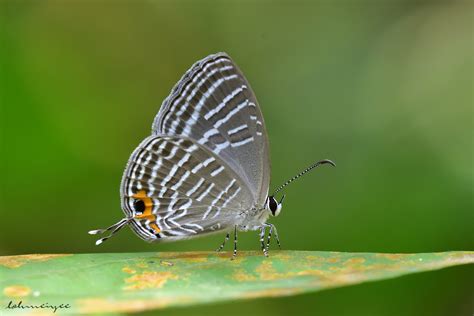 Cancer Zodiac Butterfly 60 Photos