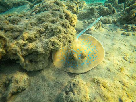15 Stunning Stingray Facts
