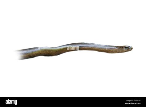 Slow Worm Cropped Head And Part Of The Body Of The Reptile For