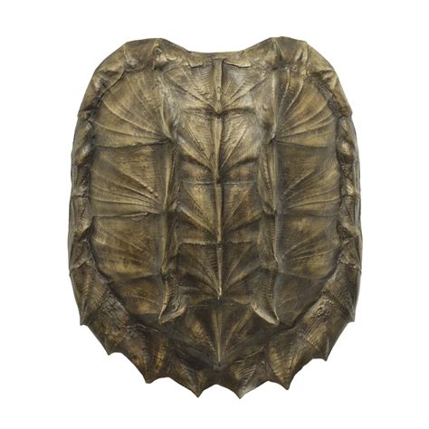 Replica Alligator Snapping Turtle Shell For Sale Skulls Unlimited International Inc