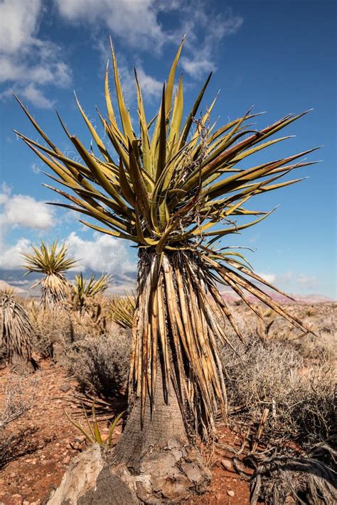 Yucca Plant In Desert Of Southern Nevada In Usa Exotic Plant And