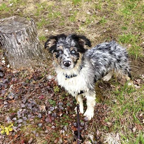 Standard Annotations Asca