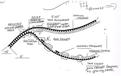 Dna Replication Drawing At Explore Collection Of Dna Replication Drawing