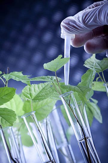 Plants In Laboratory Genetic Science Engineering Nature Technology