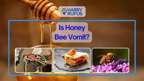 Fact Checking Is Honey Bee Vomit With Science