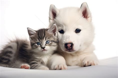 宠物狗和宠物猫高清图片下载 正版图片600287162 摄图网