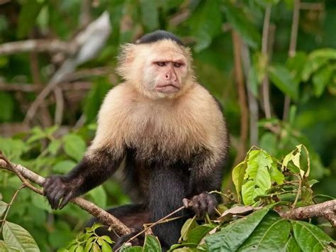 Cute Capuchin Monkeys