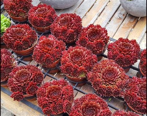 Super Sale Royal Ruby Hen And Chicks Sempervivum Live Plants 2 5 X 4