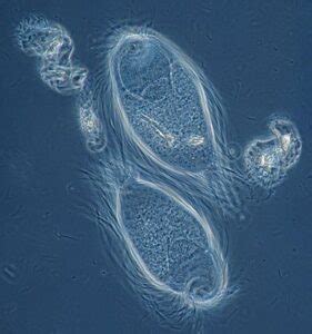 Trichonympha Under Microscope Biology Notes Online