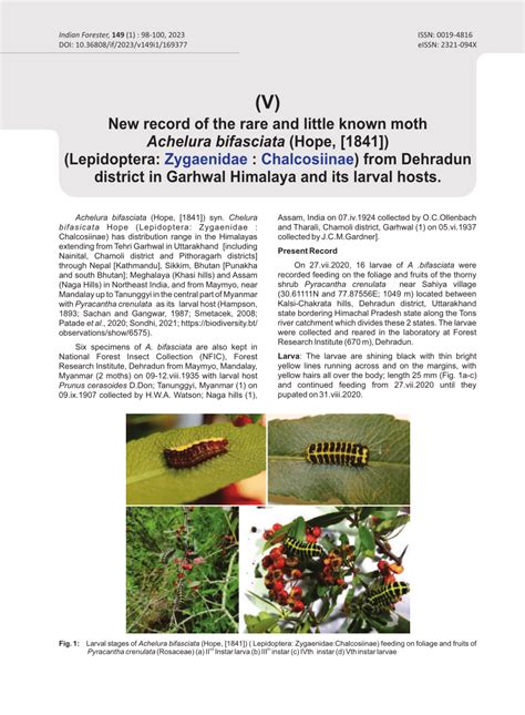 Pdf New Record Of The Rare And Little Known Moth Achelura Bifasciata