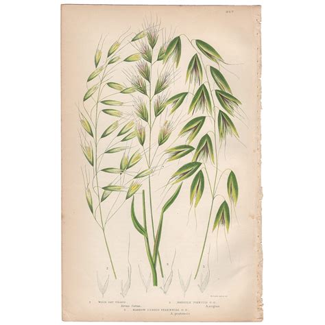 Anne Pratt Plate 267 Wild Oat Grass Bristle Pointed Oat Grass Summer