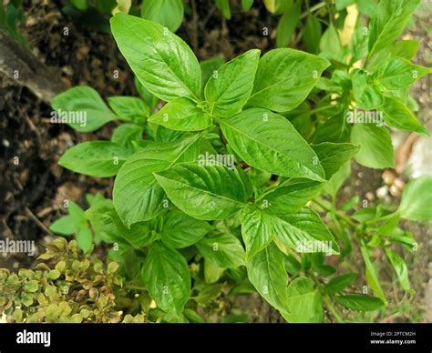 Thai Basil Is A Type Of Basil Native To Southeast Asia Its Flavor