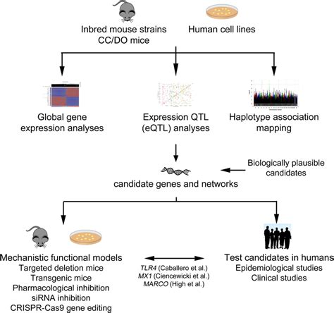 A Schematic Representing Potential Steps And Models For Candidate Download Scientific Diagram
