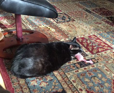 Tiniest Cat Tinker Toy