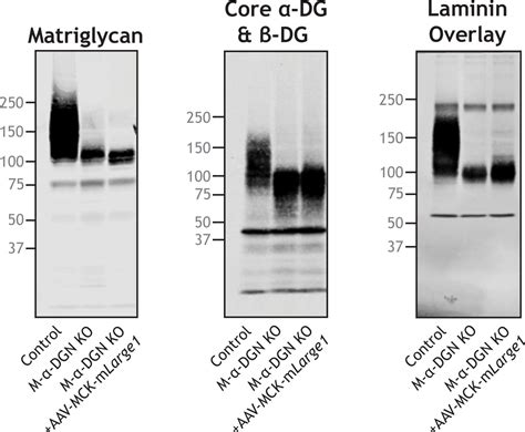 Figures And Data In N Terminal Domain On Dystroglycan Enables Large1 To Extend Matriglycan On α