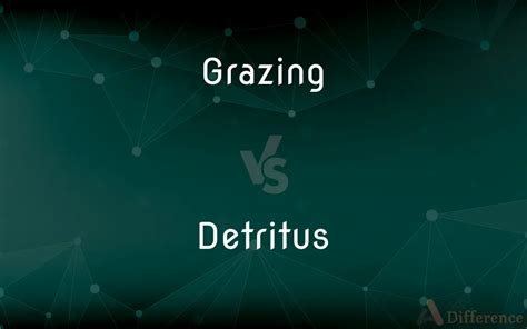 Grazing Vs Detritus — Whats The Difference
