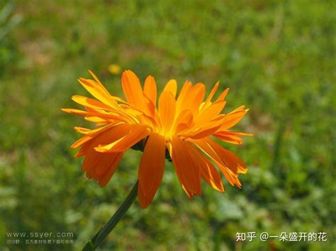 查找算法—— 顺序查找 知乎