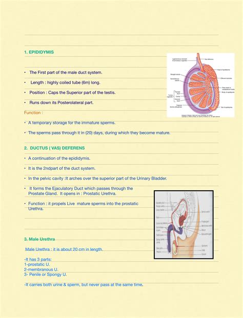 Solution Anatomy Summary For Male Reproductive System Studypool