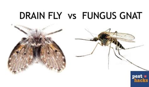 Three Easy Steps To Rid Your Drain Flies