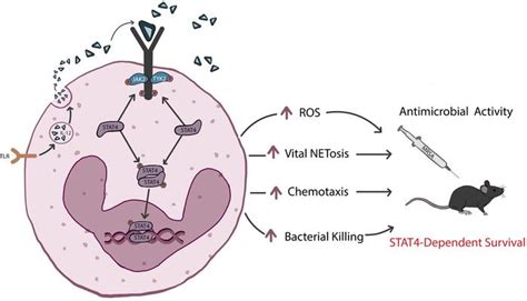 Jci Insight Stat4 Is Expressed In Neutrophils And Promotes Antimicrobial Immunity