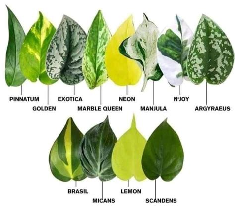 Different Types Of Pothos Kräuter Pflanzen Pflanzen Indoor Pflanzen