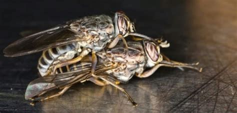 Discovery Of Tsetse Fly Mating Behavior May Help Curb Sleeping Sickness