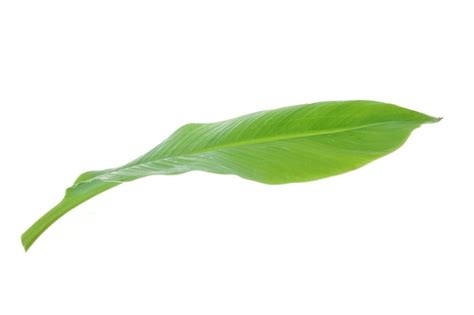 Hoja De Plátano Aislada Sobre Fondo Blanco Con Trazado De Recorte Foto Premium
