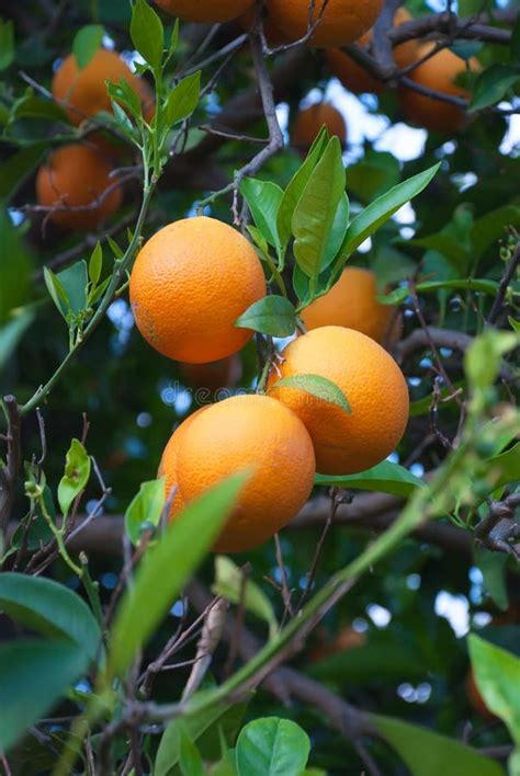 Verger Orange D Arbre Fruitier Photos Stock Téléchargez 237 Photos