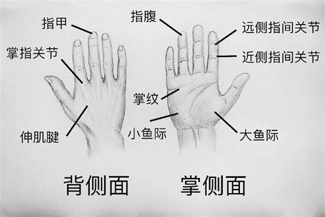 手掌所有部位名称图片 百度健康·医学科普