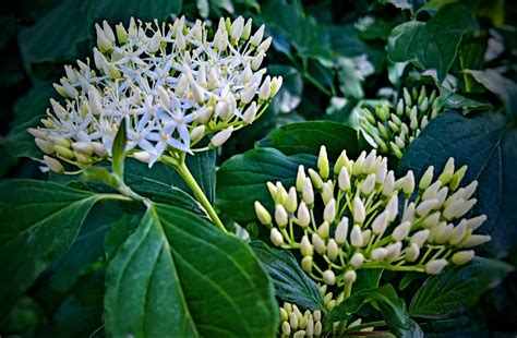 Levocetirizina Jarabe 5 Beneficios Que No Te Puedes Perder