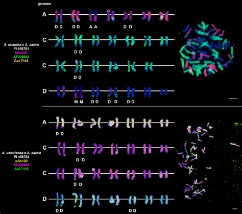 Frontiers Oat Chromosome And Genome Evolution Defined By Widespread