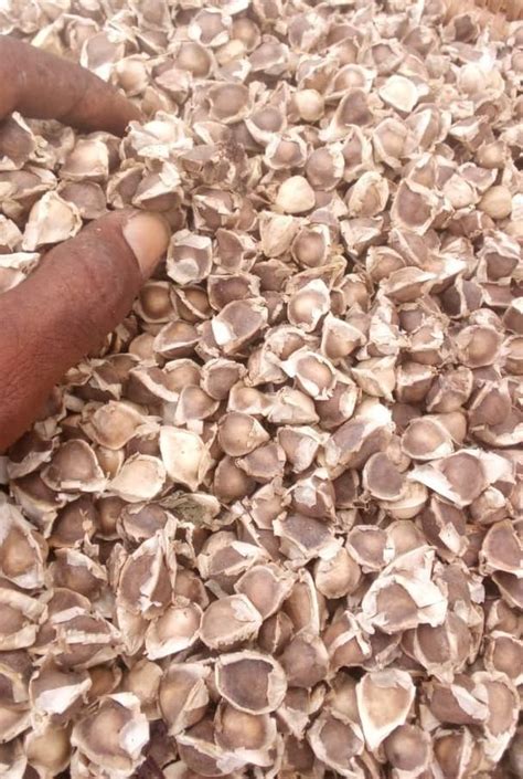 Moringa Seed