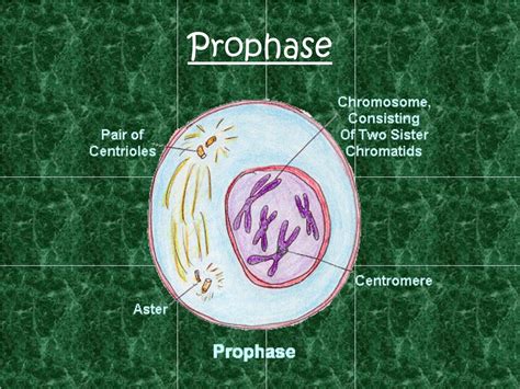 Ppt Mitosis Powerpoint Presentation Free Download Id 2647325