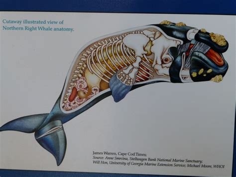 Anatomy Of A Whale Whale Anatomy Illustration High Res Vector Graphic