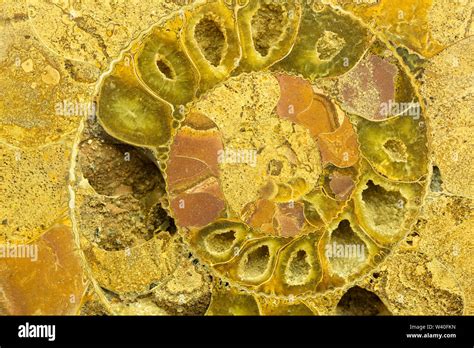 Great Ammonite Shell Viewed In Section Revealing The Internal Chambers