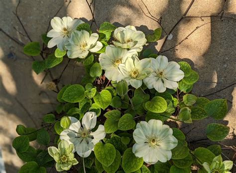 Clematis ‘guernsey Cream A Plant Profile By Louise Sims For The3growbags