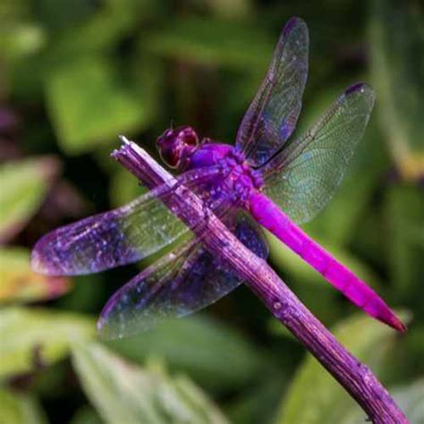 Dragonfly Color Symbolism 13 Different Colors Of Dragonflies And Their