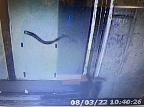 Kuow Two Pacific Lamprey Have Made History In Oregon