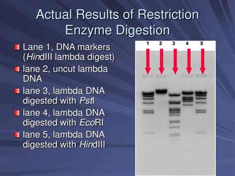 ppt restriction digestion and analysis of lambda dna kit powerpoint