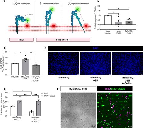 Osm Induced Ccl20 Promotes Integrin αl Activation And Th17 Cell Download Scientific Diagram