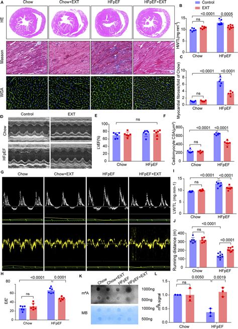 Exercise Training Reverses Hfpef Phenotypes By Suppressing Myocardial Download Scientific